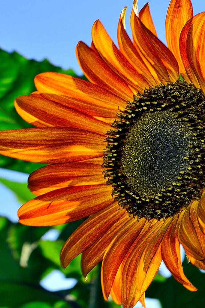Sunflower Colors - Unique Color Choices Beyond Yellow