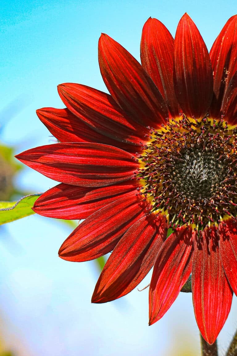 Sunflower Colors - Unique Color Choices Beyond Yellow