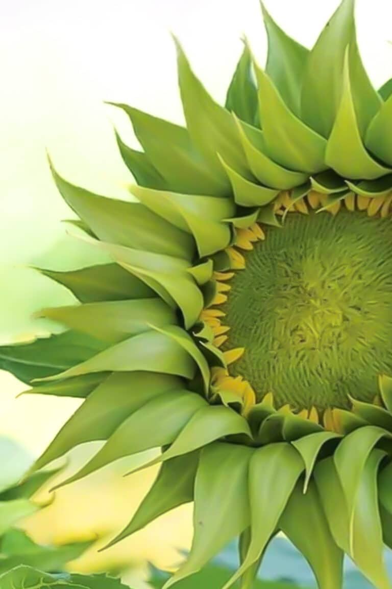 Sunflower Colors - Unique Color Choices Beyond Yellow