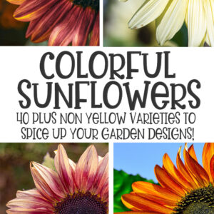 Sunflower Colors - Unique Color Choices Beyond Yellow