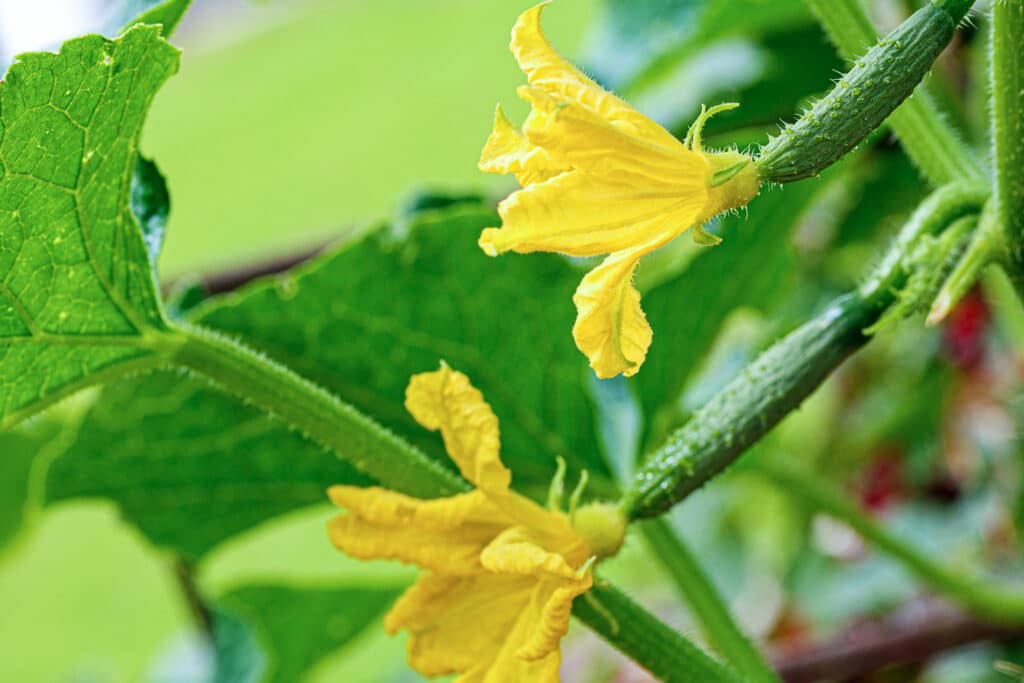 Fertilizing Cucumbers: An Expert Guide to Maximizing Growth