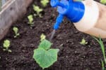 Fertilizing Cucumbers: An Expert Guide to Maximizing Growth