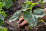 Fertilizing Cucumbers: An Expert Guide to Maximizing Growth