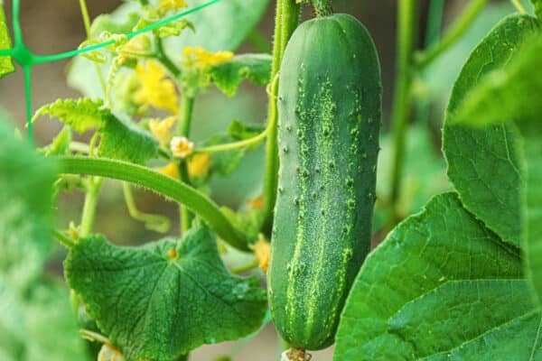 Fertilizing Cucumbers: An Expert Guide to Maximizing Growth