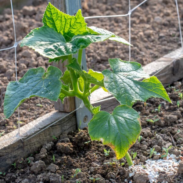 Fertilizing Cucumbers: An Expert Guide to Maximizing Growth