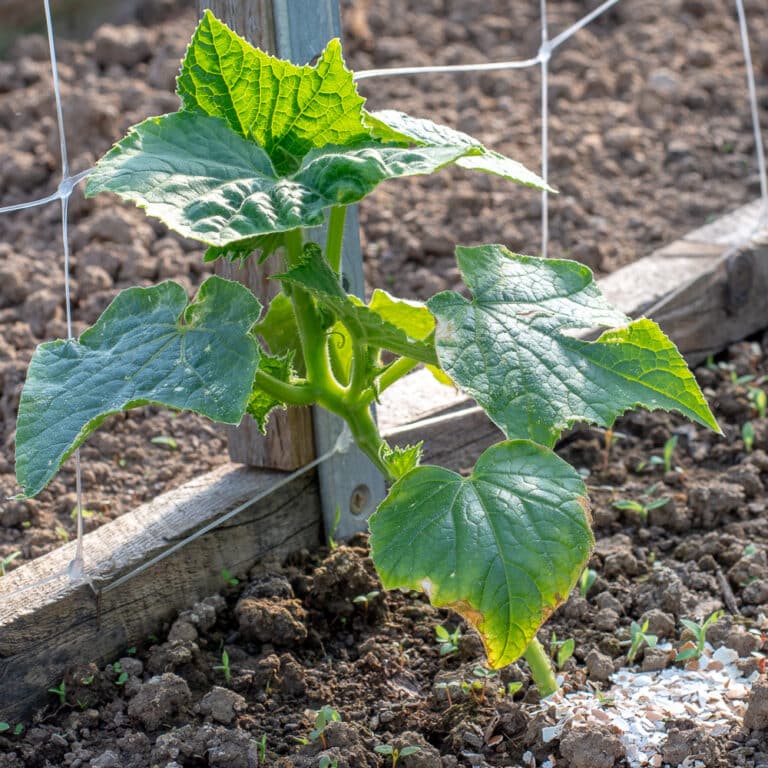 Fertilizing Cucumbers: An Expert Guide to Maximizing Growth