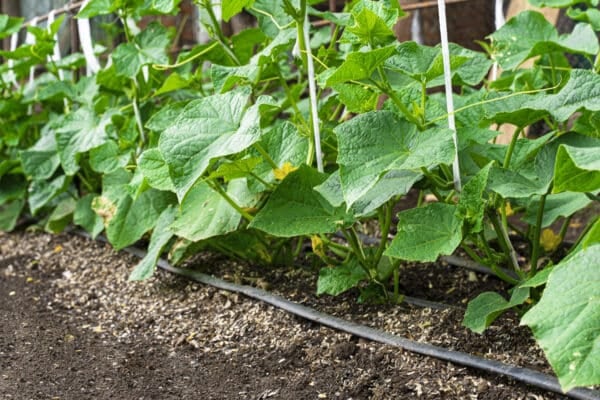 Fertilizing Cucumbers: An Expert Guide to Maximizing Growth