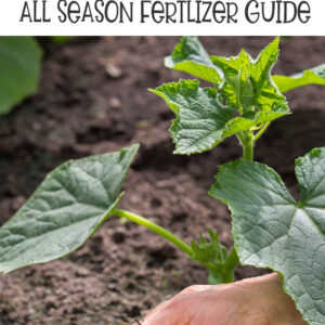 Fertilizing Cucumbers: An Expert Guide to Maximizing Growth