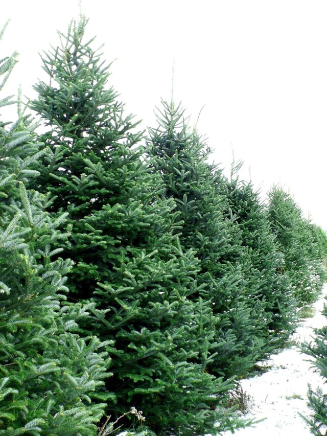 Real Christmas Tree Care: Essential Tips for Long-Lasting Trees