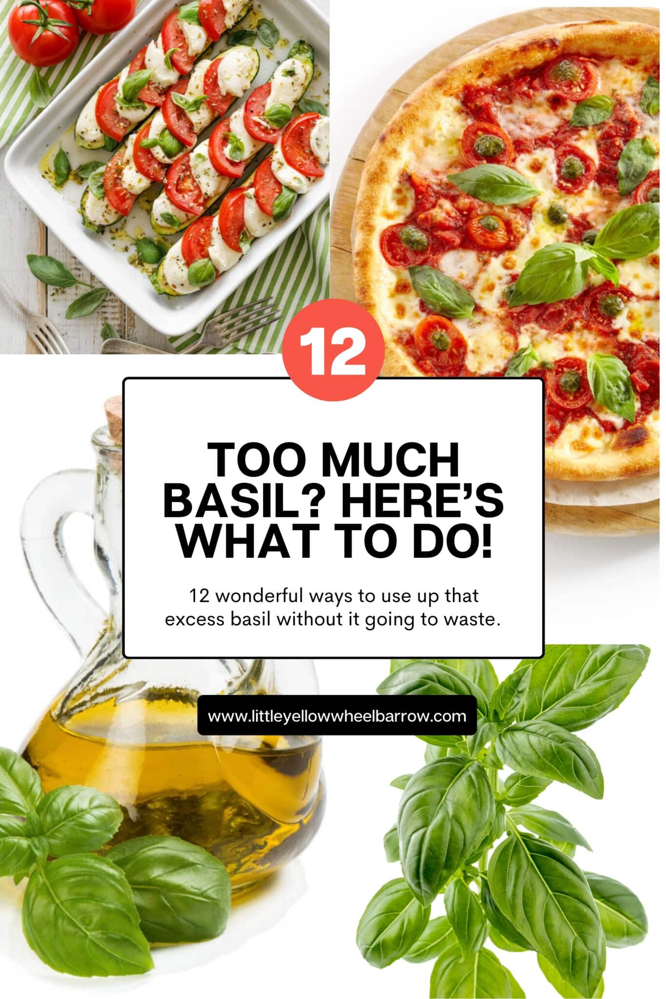 What to Do with Fresh Basil: Creative Ways to Use Your Harvest
