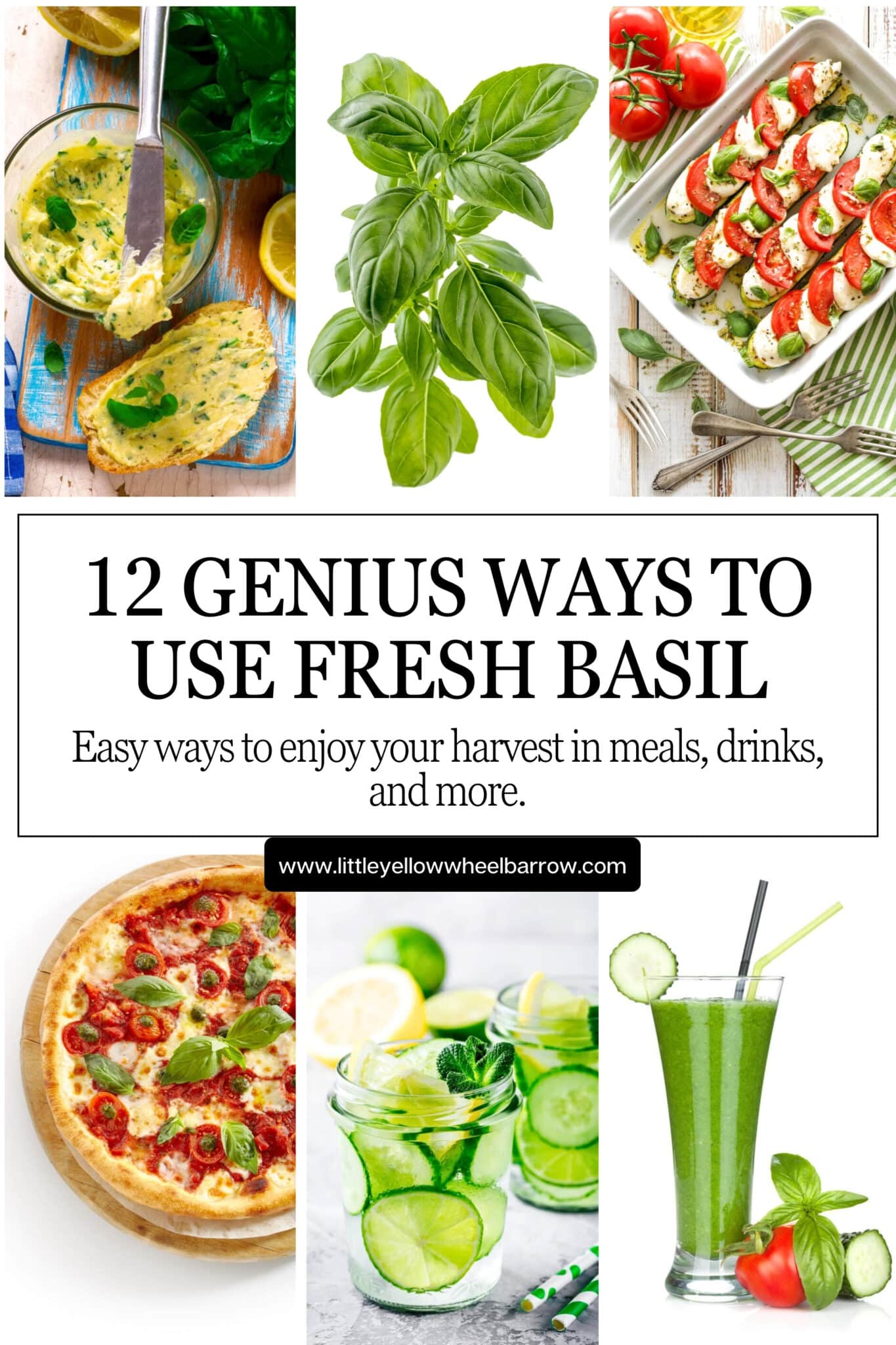 What to Do with Fresh Basil: Creative Ways to Use Your Harvest