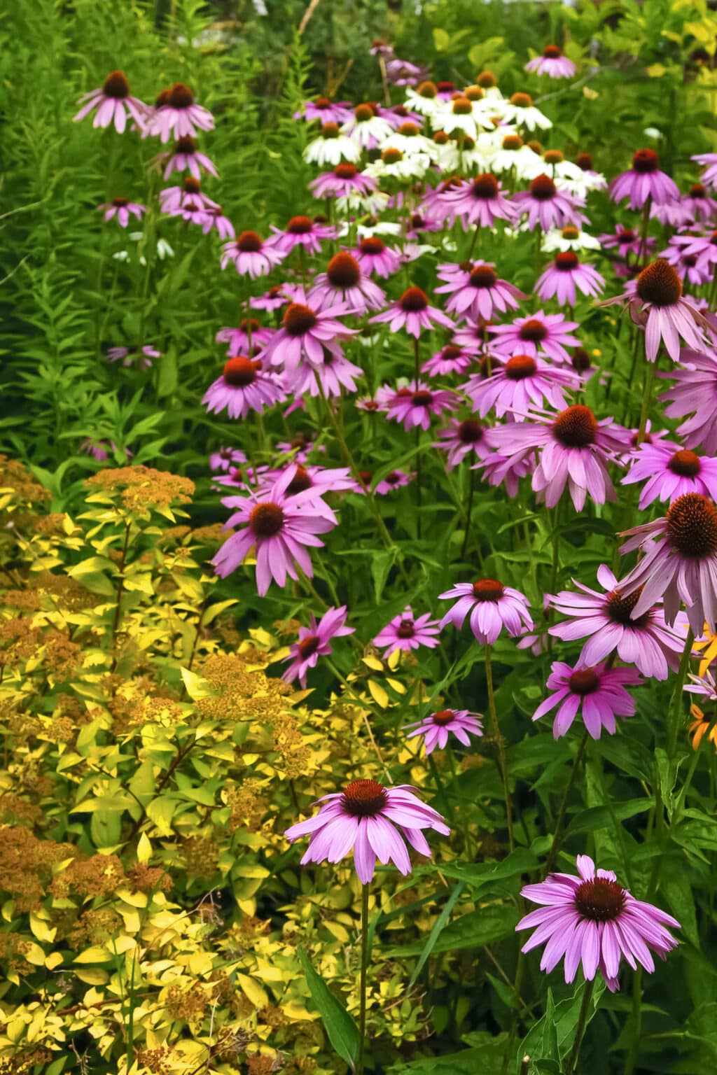 15 Best Perennials to Plant In Fall For Stunning Landscapes