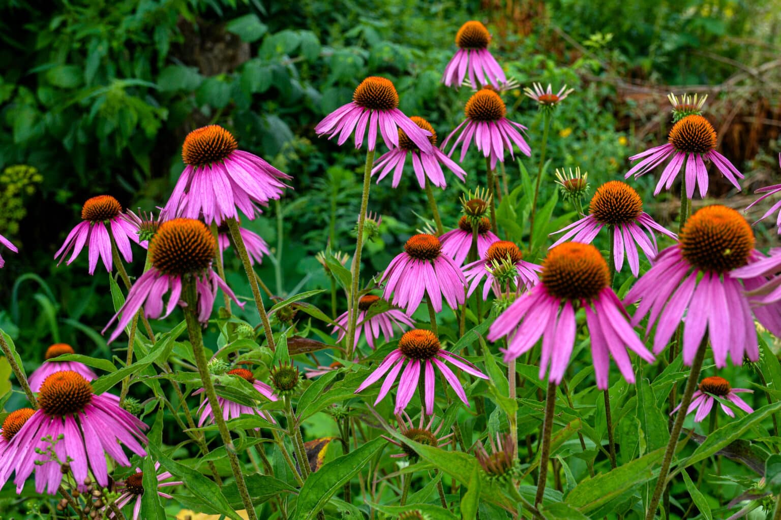 15 Best Perennials to Plant In Fall For Stunning Landscapes