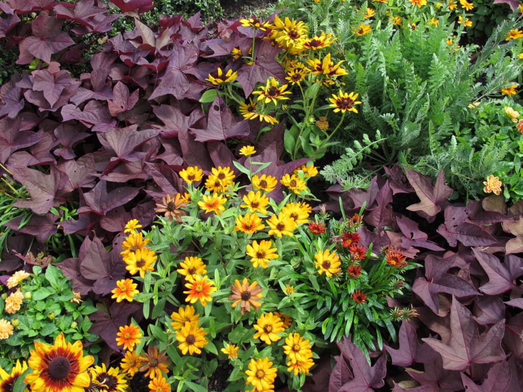 15 Best Perennials to Plant In Fall For Stunning Landscapes