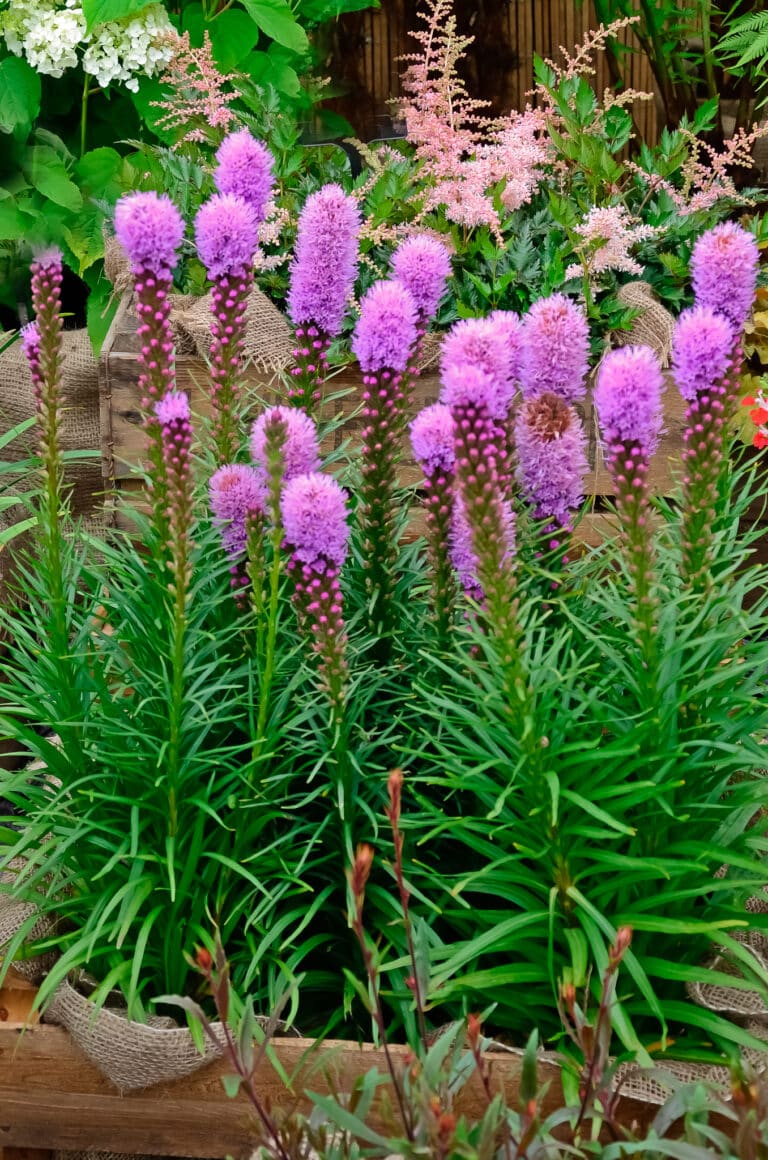 15 Best Perennials to Plant In Fall For Stunning Landscapes