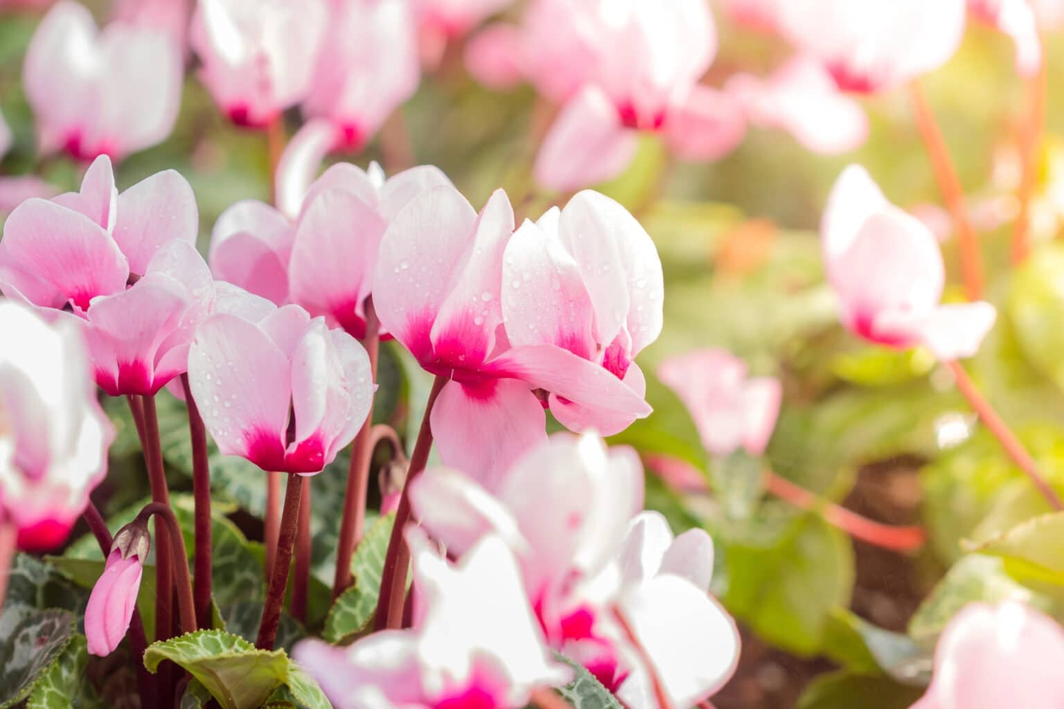 12 Perennial Winter Flowers To Add Color to Your Garden