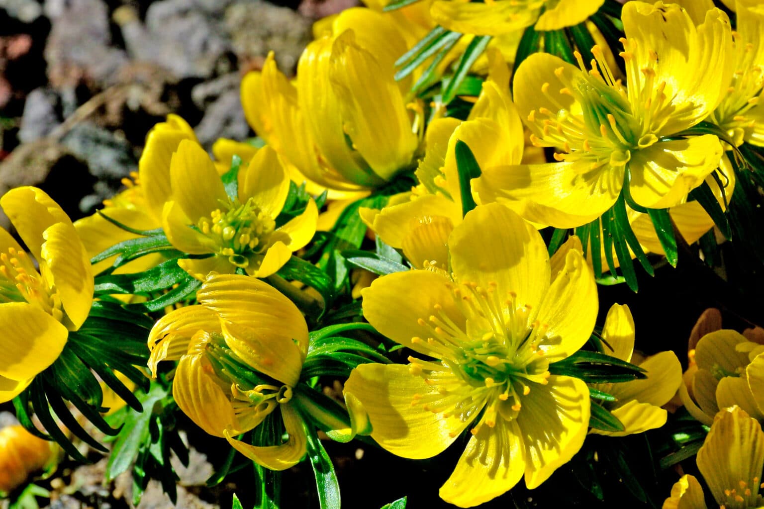 12 Perennial Winter Flowers To Add Color to Your Garden