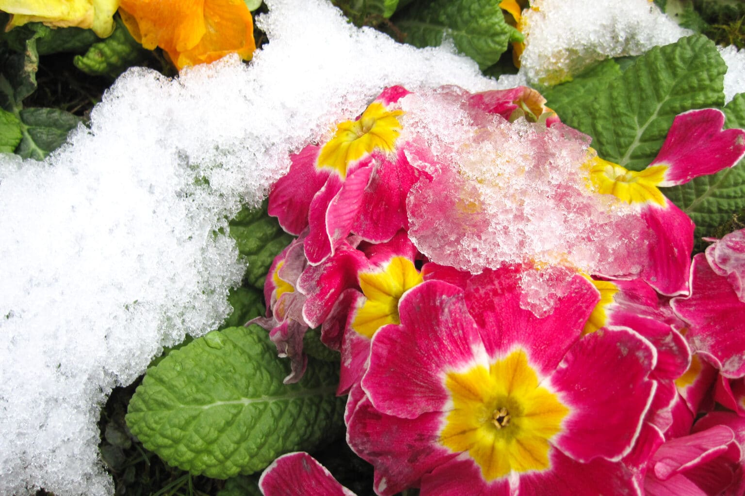 12 Perennial Winter Flowers To Add Color to Your Garden