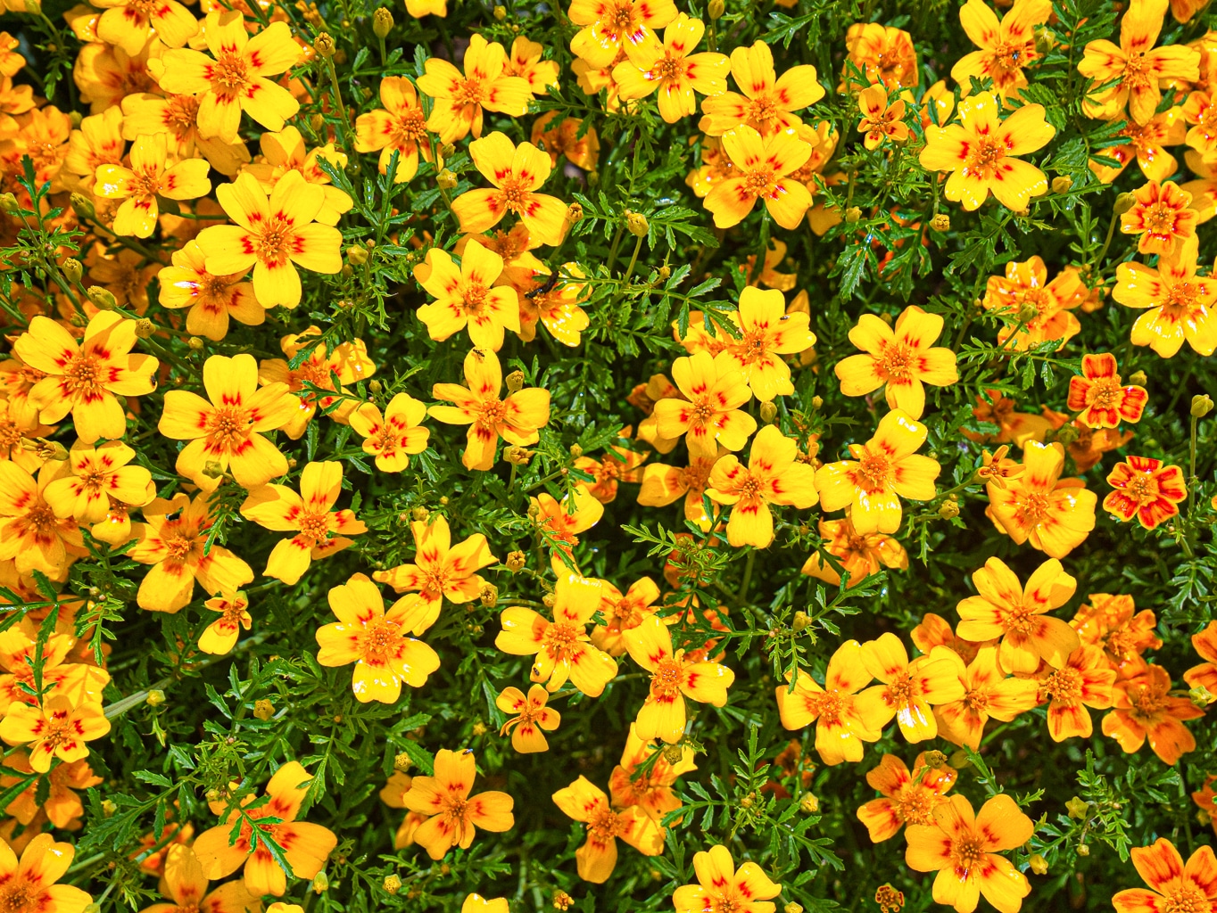 How to Grow Marigolds: A Complete Guide for Gardeners