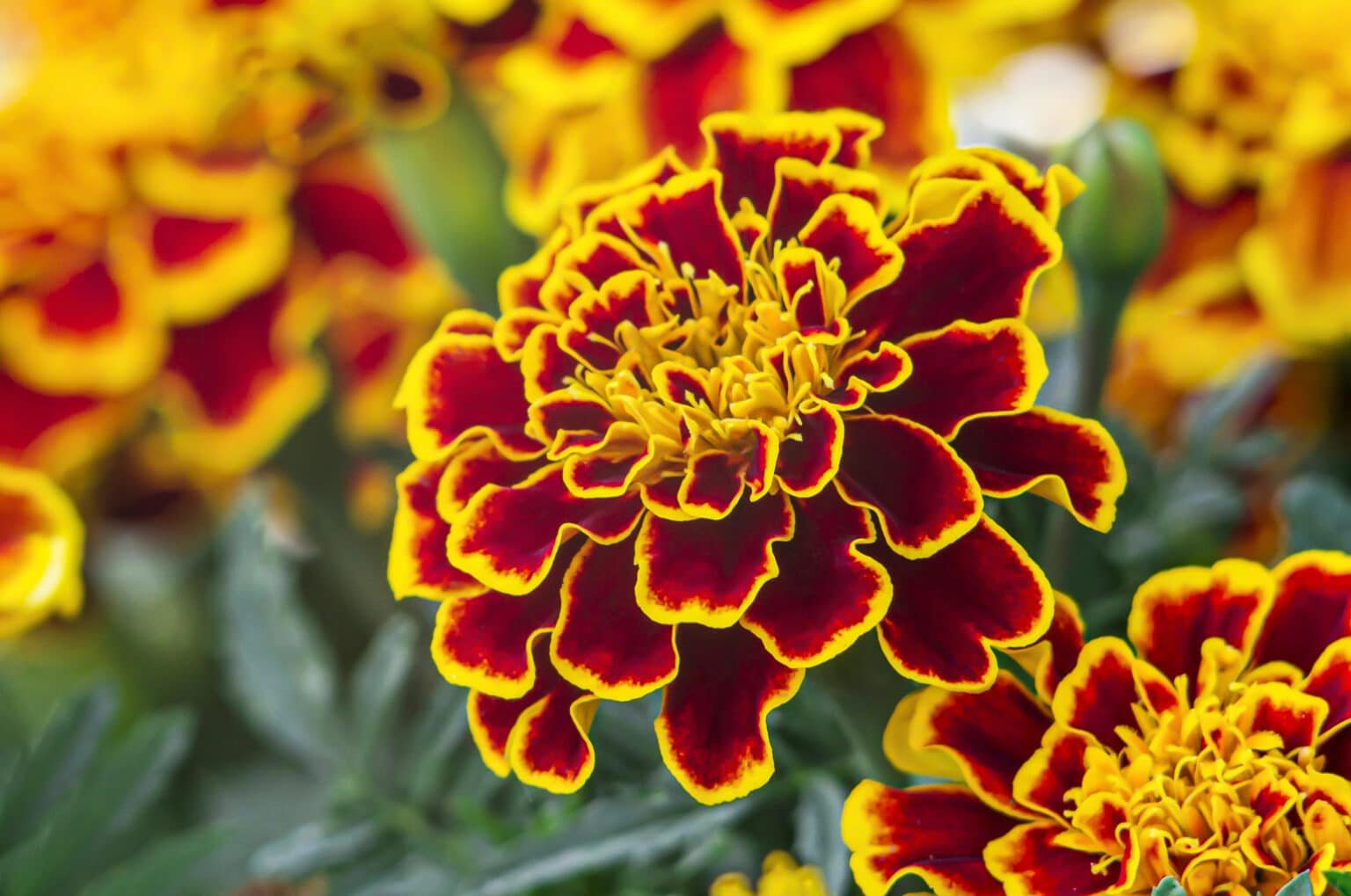 The Many Marvelous Uses of Marigolds