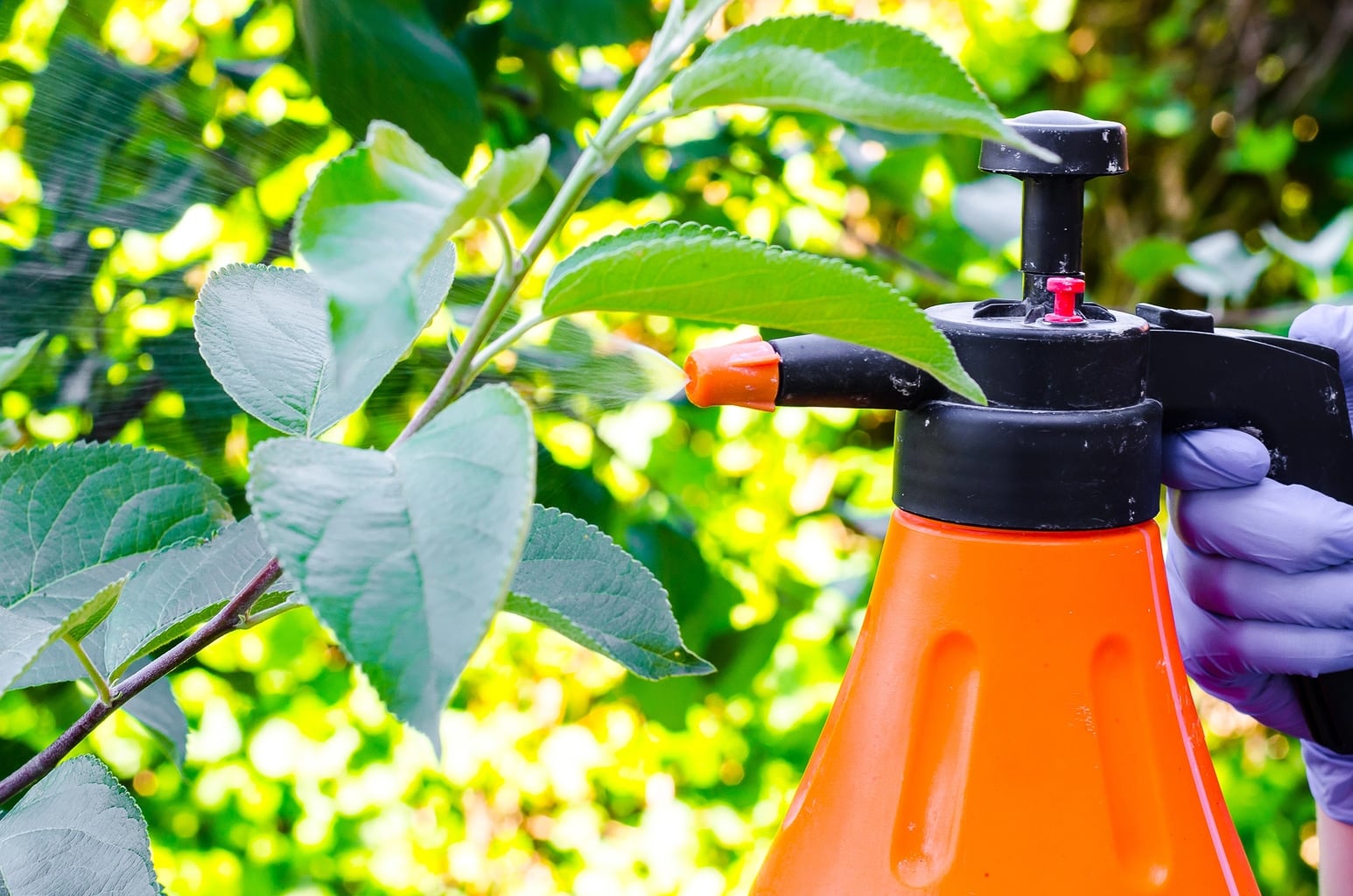 DIY Pesticide Recipes You Can Make at Home