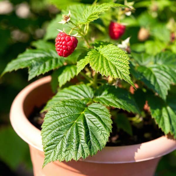 Grow Raspberries in Containers: Big Harvests in Small Spaces