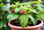 Grow Raspberries in Containers: Big Harvests in Small Spaces
