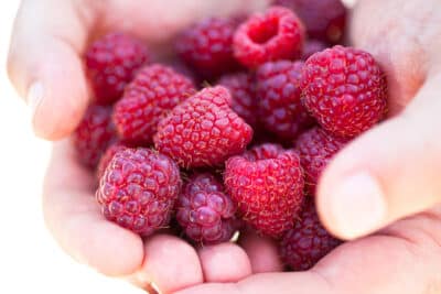 Grow Raspberries in Containers: Big Harvests in Small Spaces