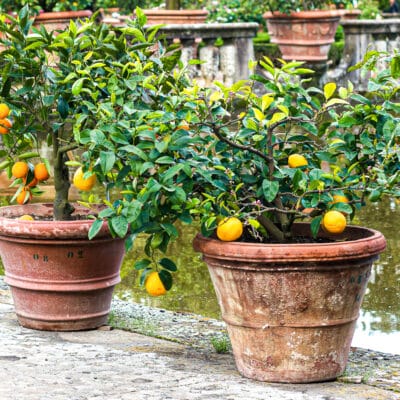 The Ultimate Guide to Growing Dwarf Fruit Trees Anywhere