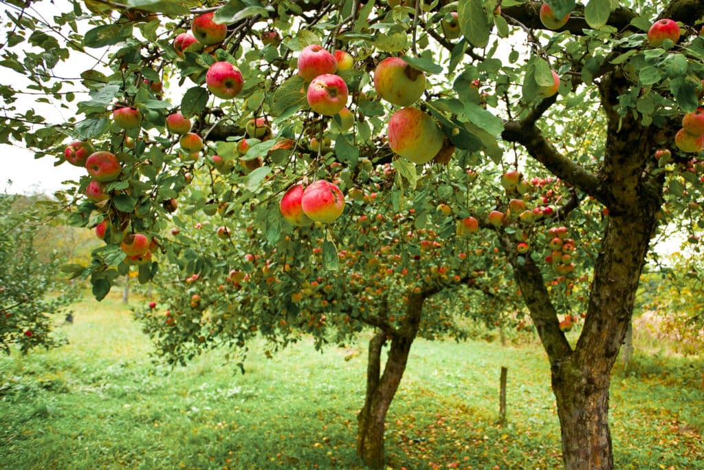 The Ultimate Guide to Growing Dwarf Fruit Trees Anywhere