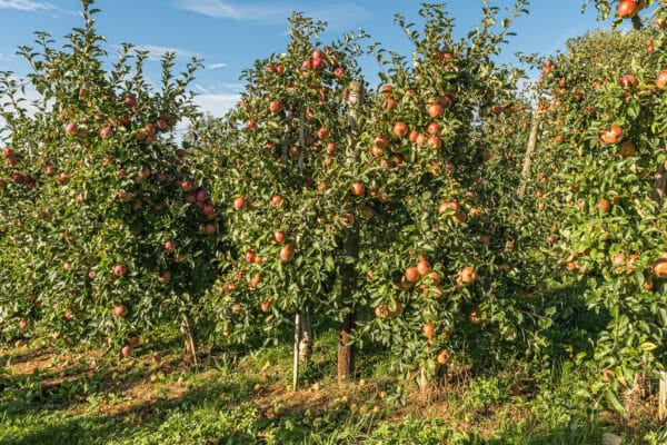 The Ultimate Guide to Growing Dwarf Fruit Trees Anywhere
