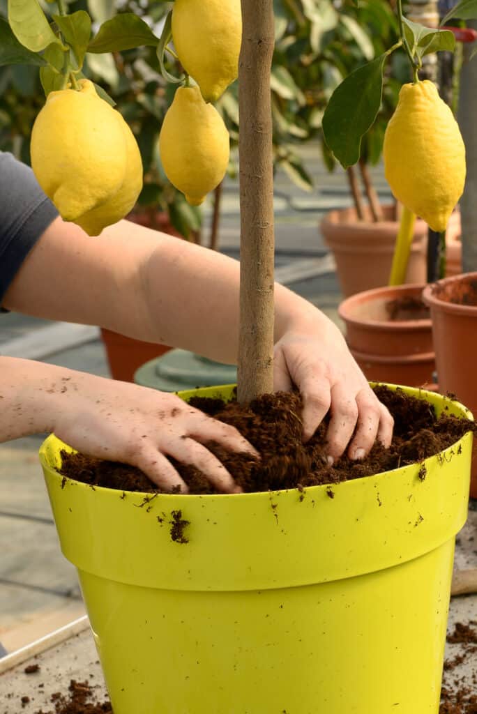 The Ultimate Guide to Growing Dwarf Fruit Trees Anywhere