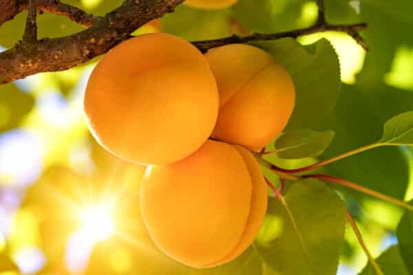 The Ultimate Guide to Growing Dwarf Fruit Trees Anywhere