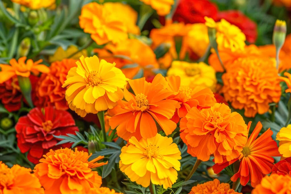 How to Grow Marigolds: A Complete Guide for Gardeners