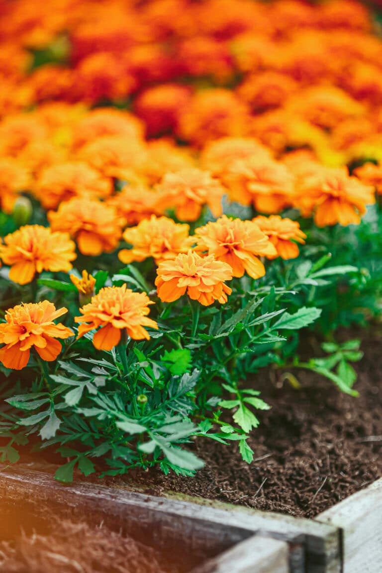 How to Grow Marigolds: A Complete Guide for Gardeners