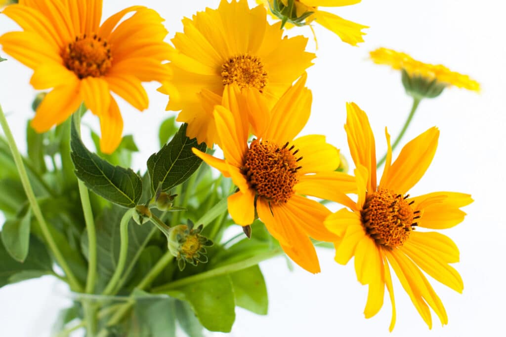 How to Grow Marigolds: A Complete Guide for Gardeners