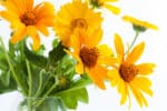 How to Grow Marigolds: A Complete Guide for Gardeners