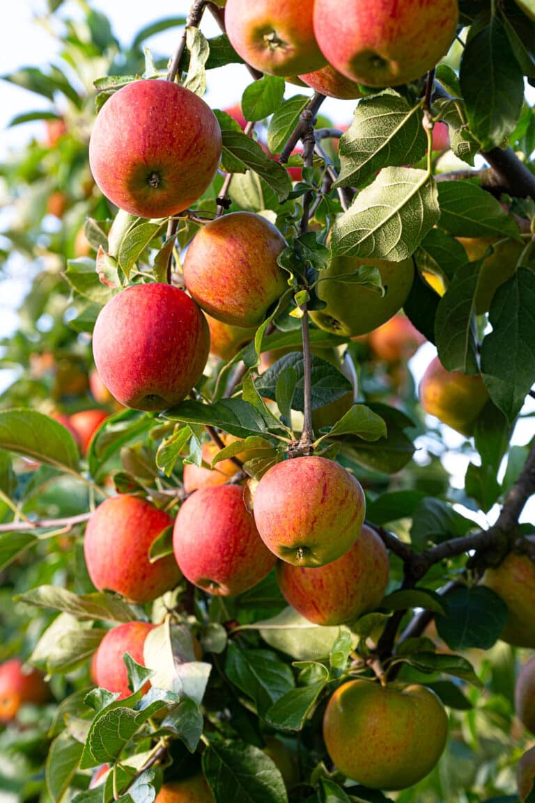 10 Most Profitable Crops for Farmers' Markets (& Smart Selling Tips)