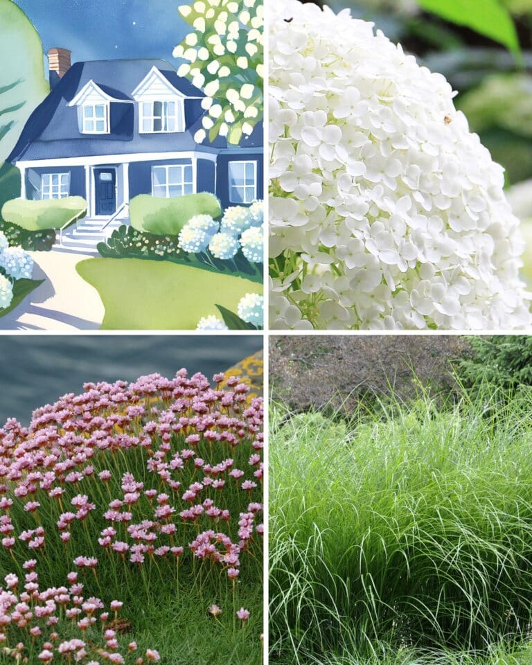 The Best Flowers for Navy Blue Houses - By Style and Climate