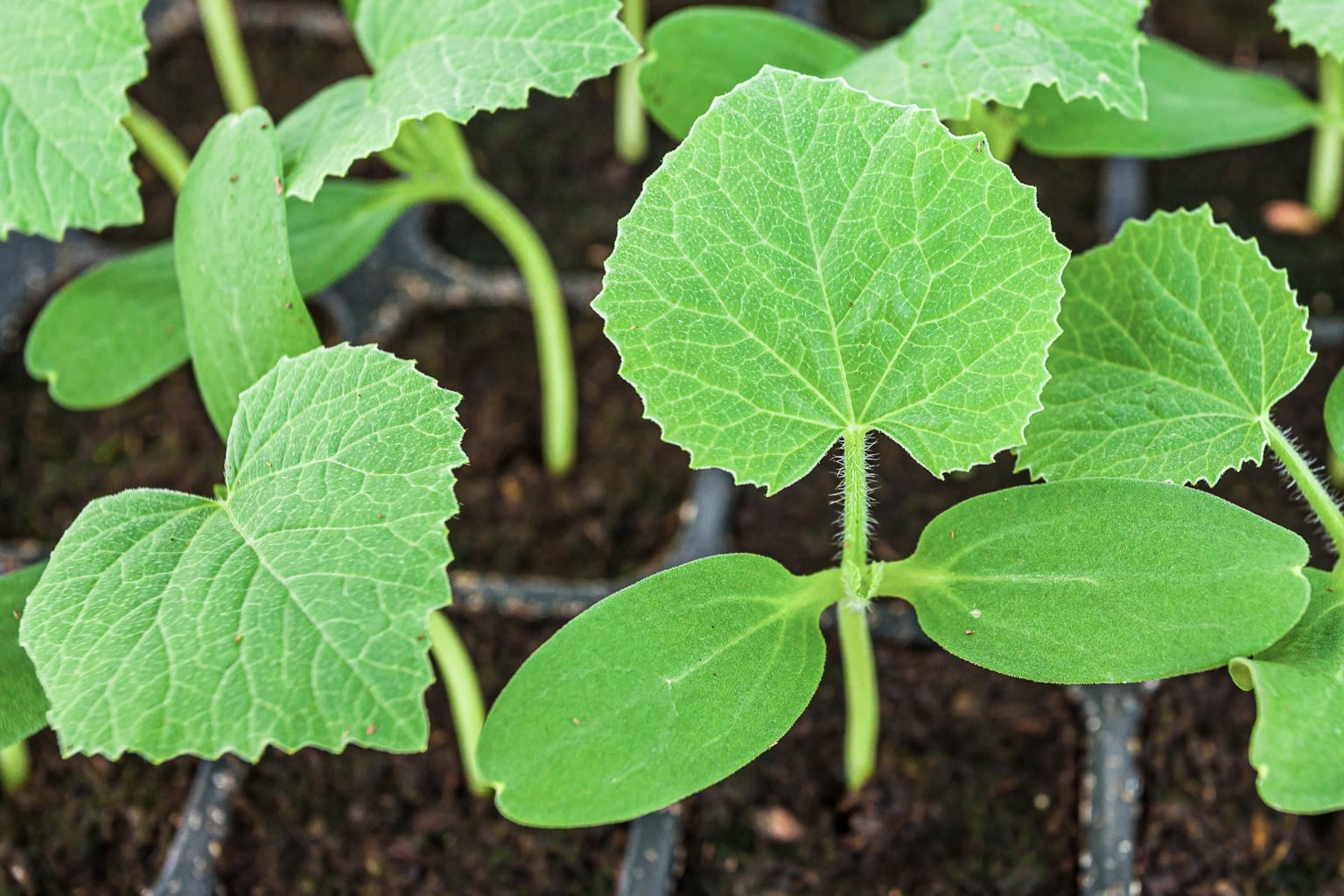 Growing Melons from Seed: 6 Proven Steps for a Thriving Harvest