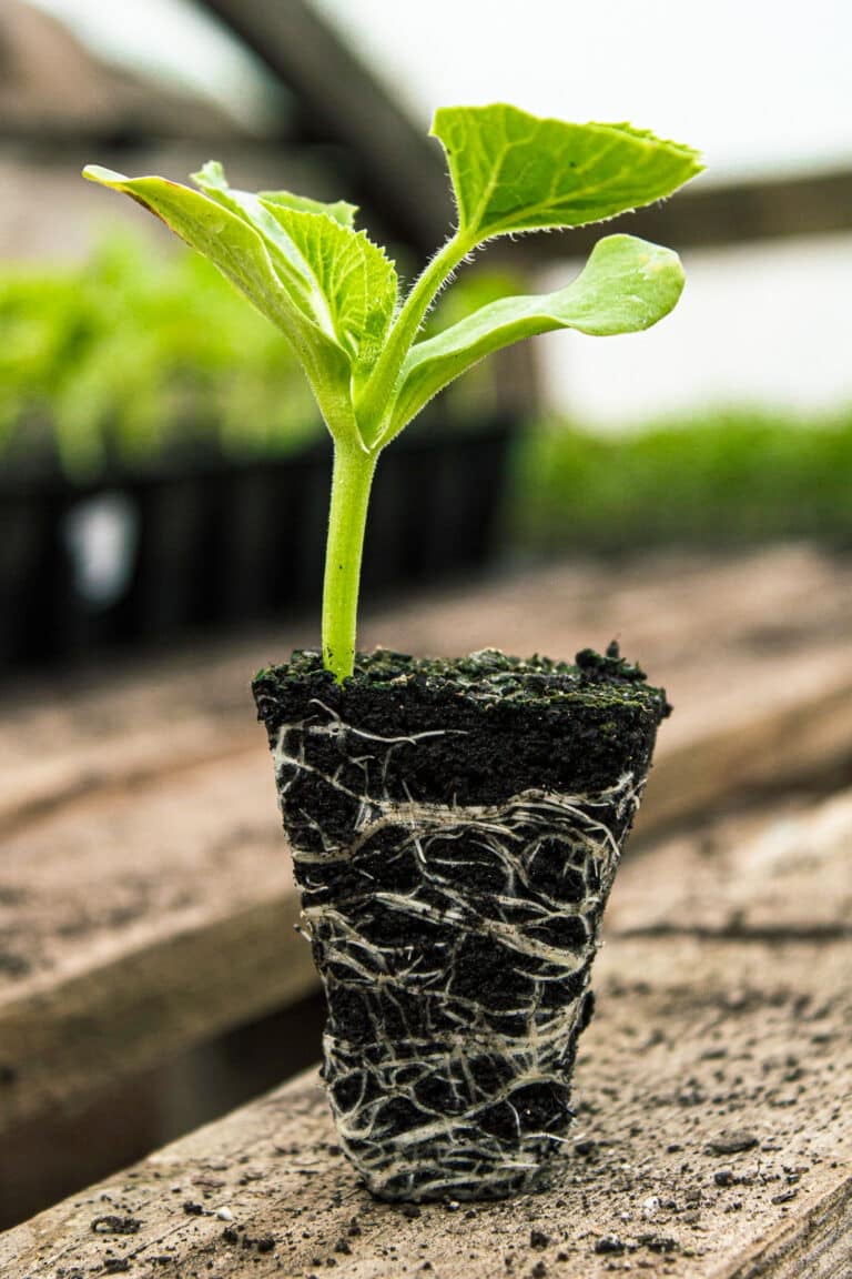 Growing Melons from Seed: 6 Proven Steps for a Thriving Harvest