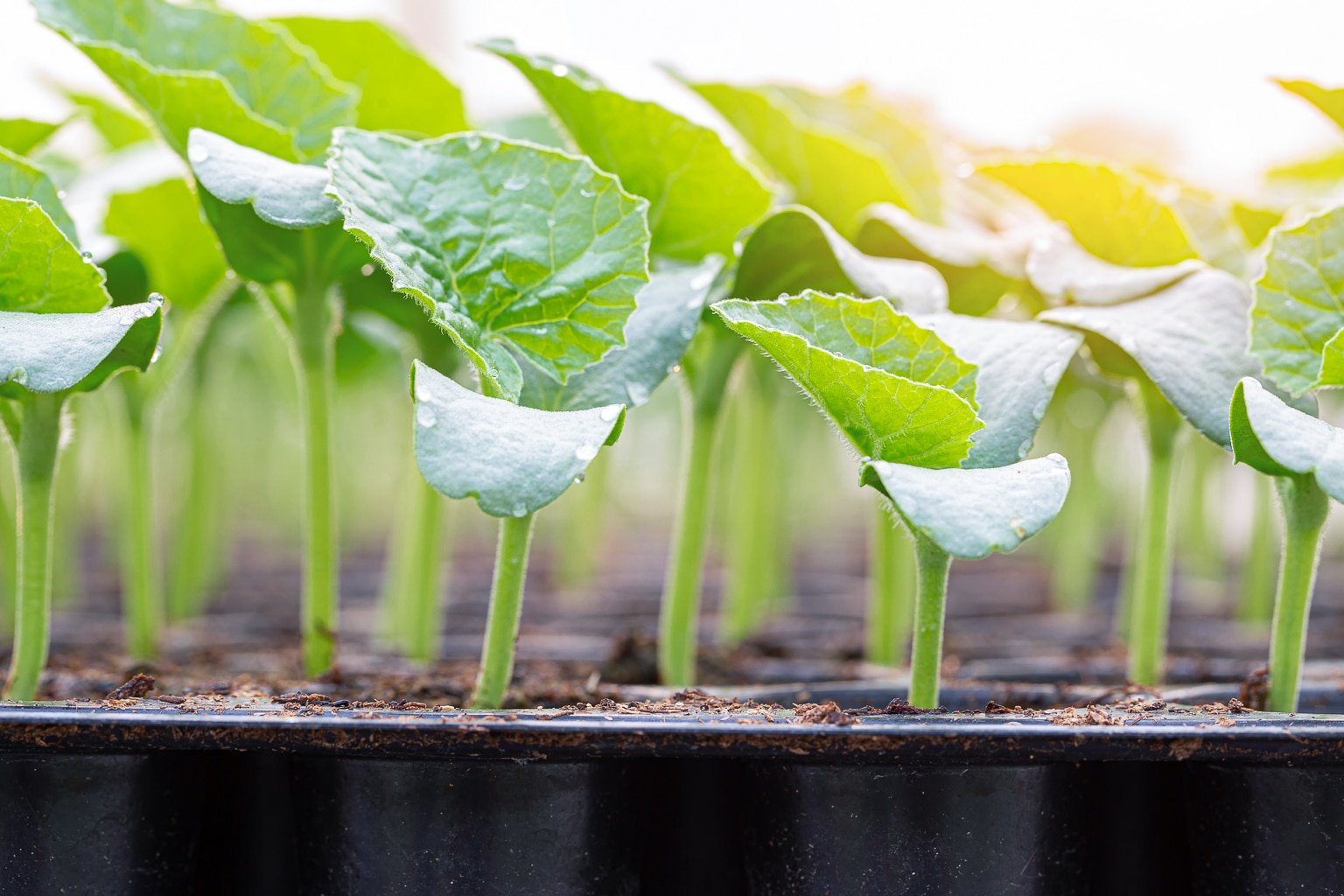 Growing Melons from Seed: 6 Proven Steps for a Thriving Harvest