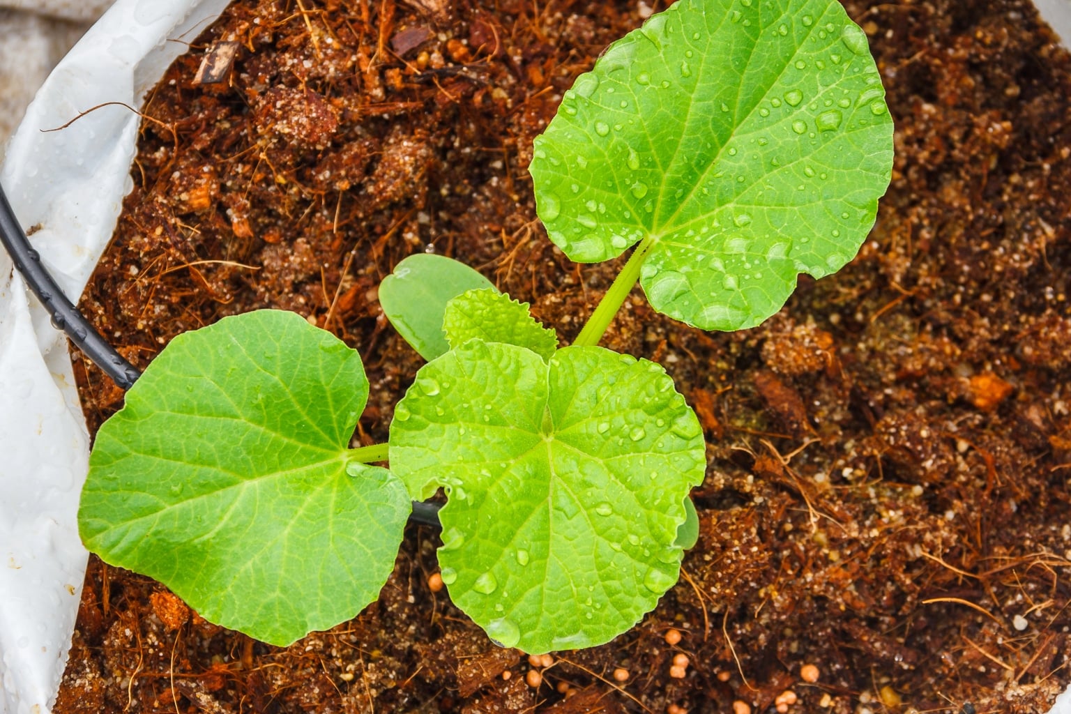 Growing Melons from Seed: 6 Proven Steps for a Thriving Harvest