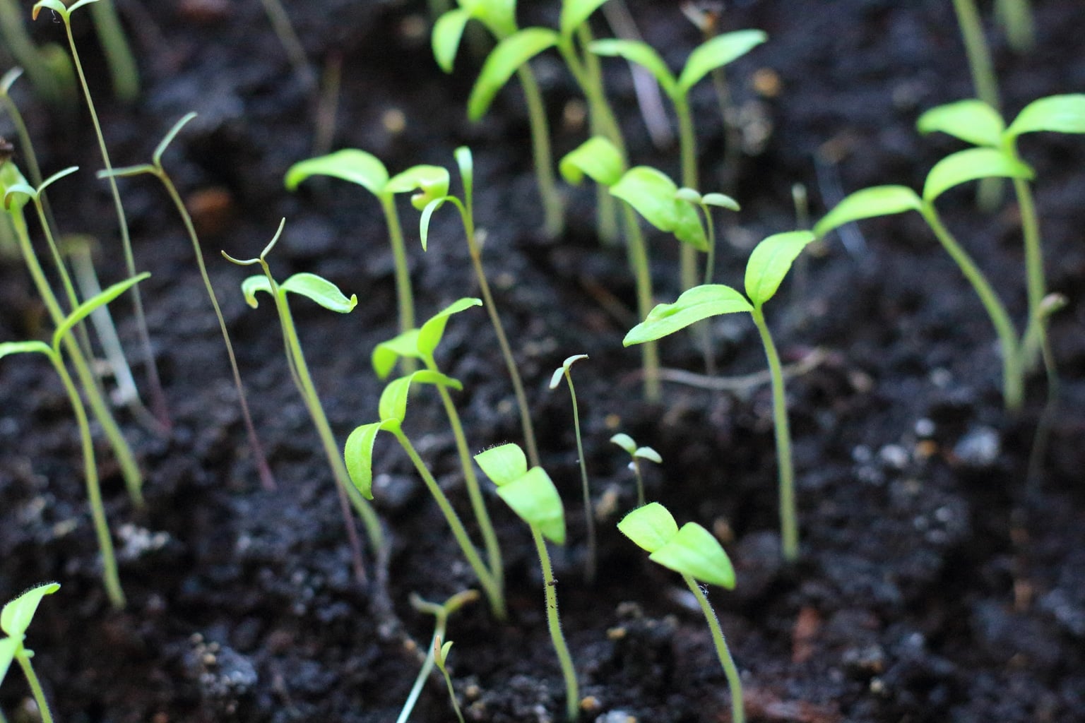 How to Start Leafy Greens Indoors: The Complete Guide