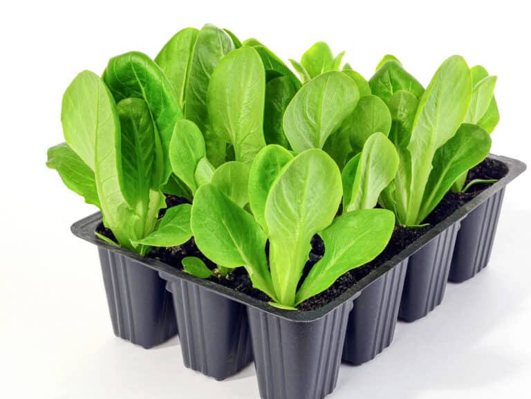 How to Start Leafy Greens Indoors: The Complete Guide