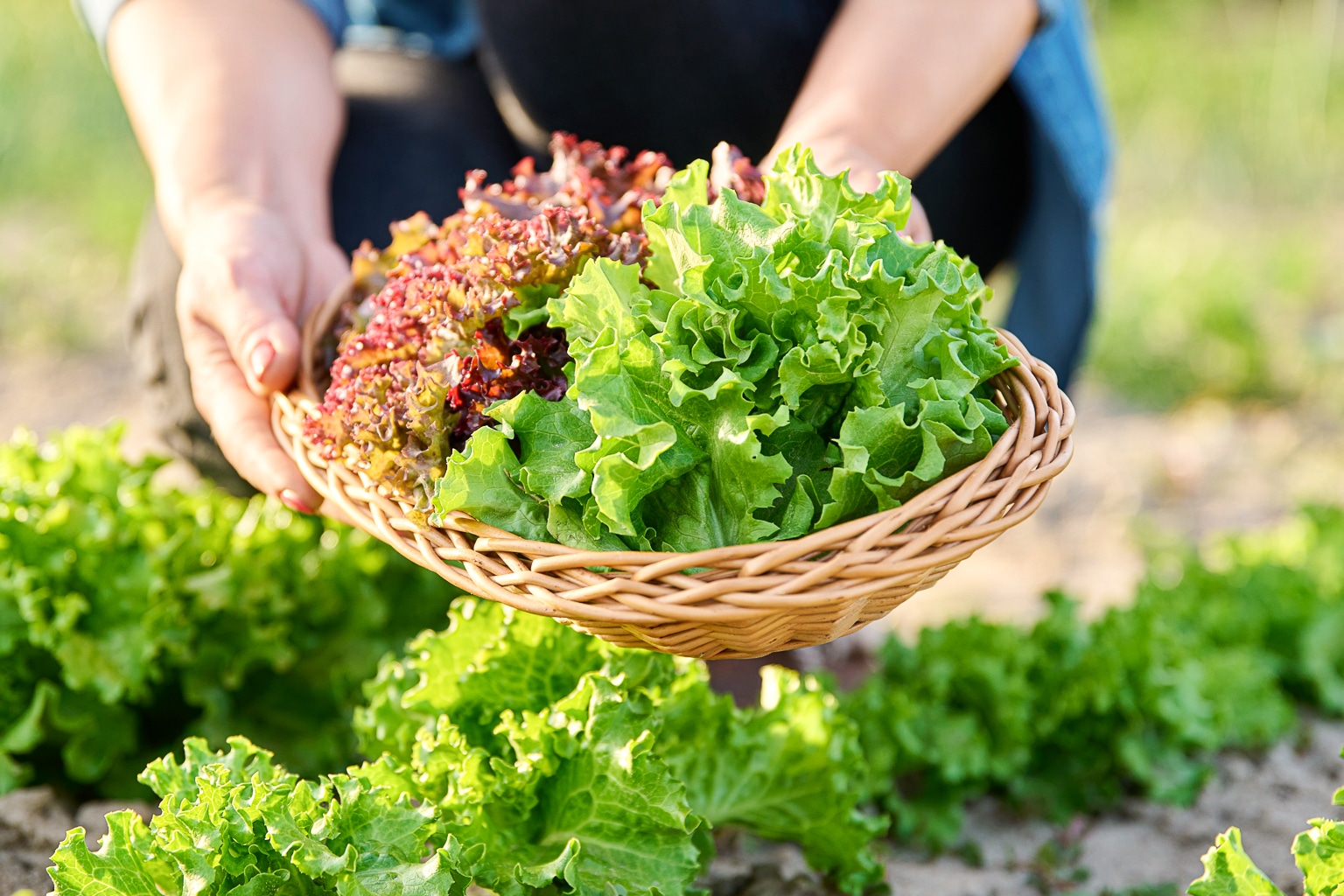 How to Start Leafy Greens Indoors: The Complete Guide