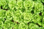 How to Start Leafy Greens Indoors: The Complete Guide