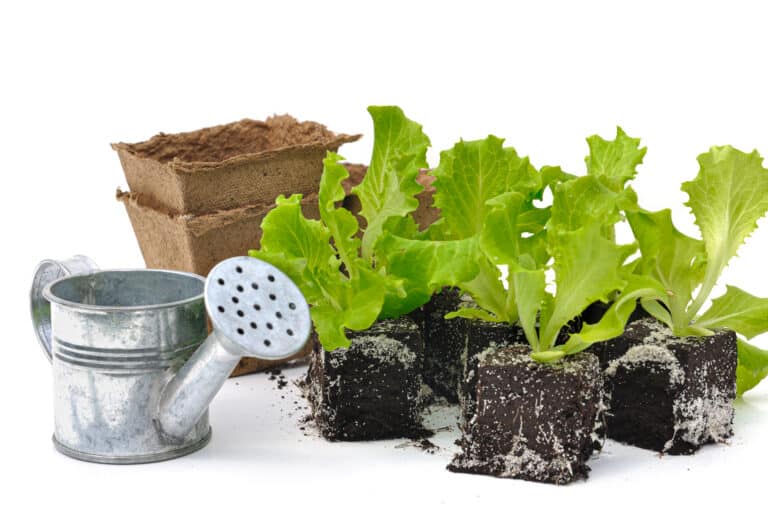 How to Start Leafy Greens Indoors: The Complete Guide
