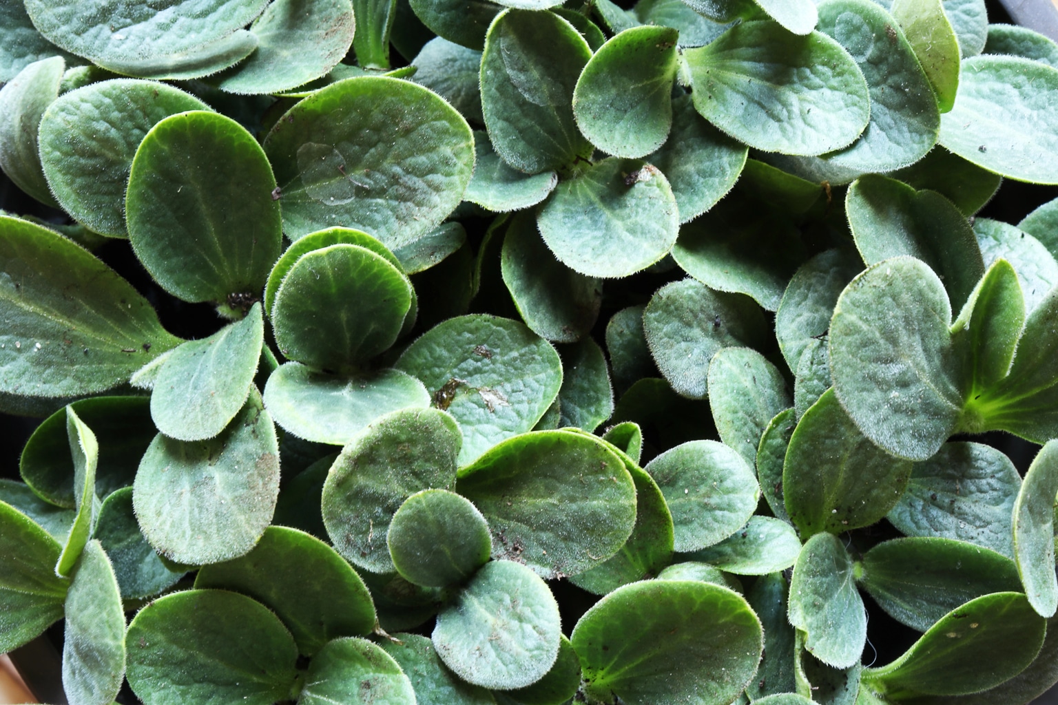 Starting Winter Squash Indoors: The Secret to Healthier Harvests