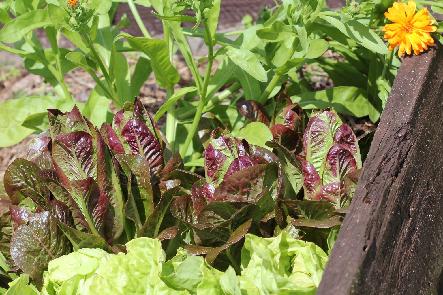 How to Save Money by Growing Your Own Salad Garden
